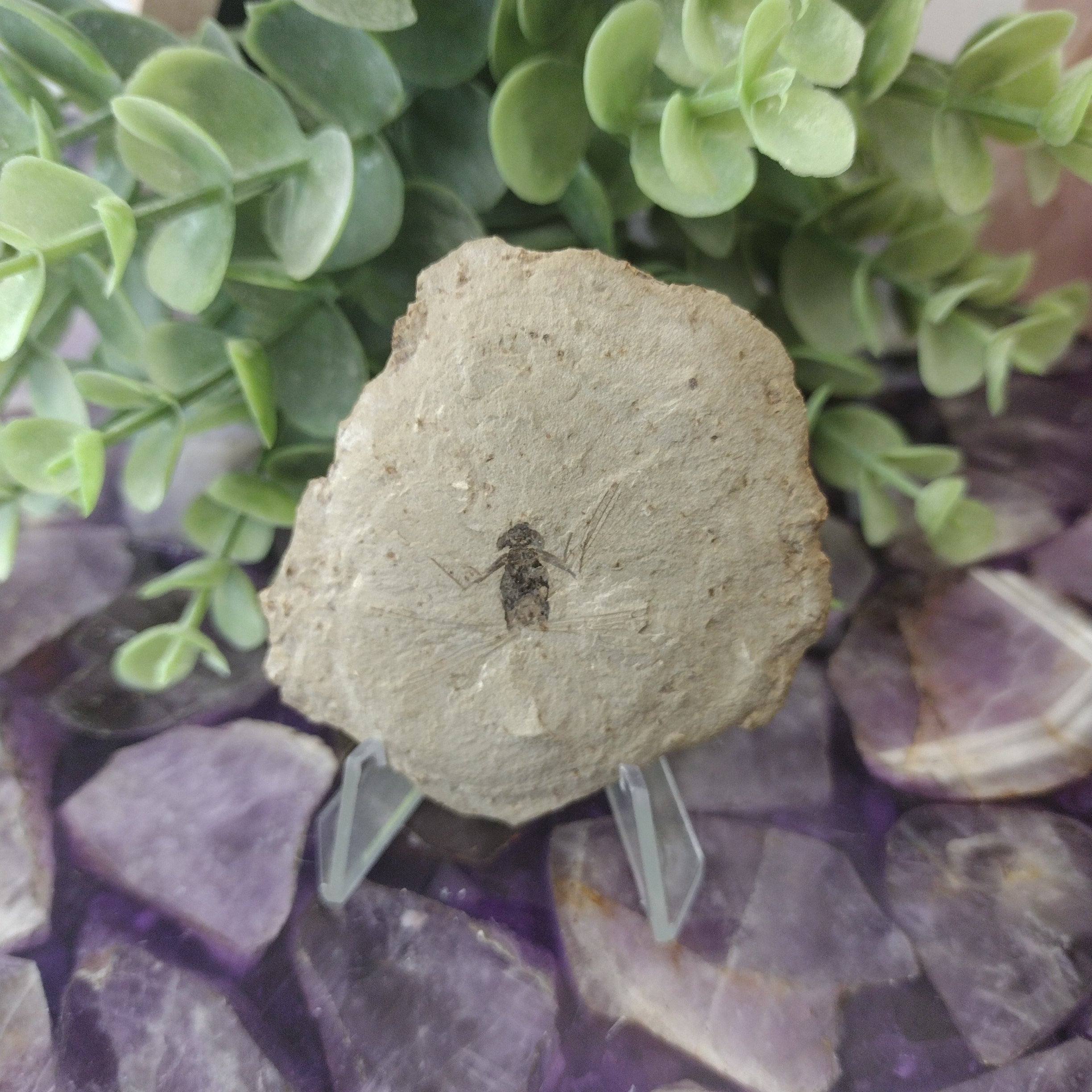 Fossil Bug 0.5" - 2.5" – Crystal Joys