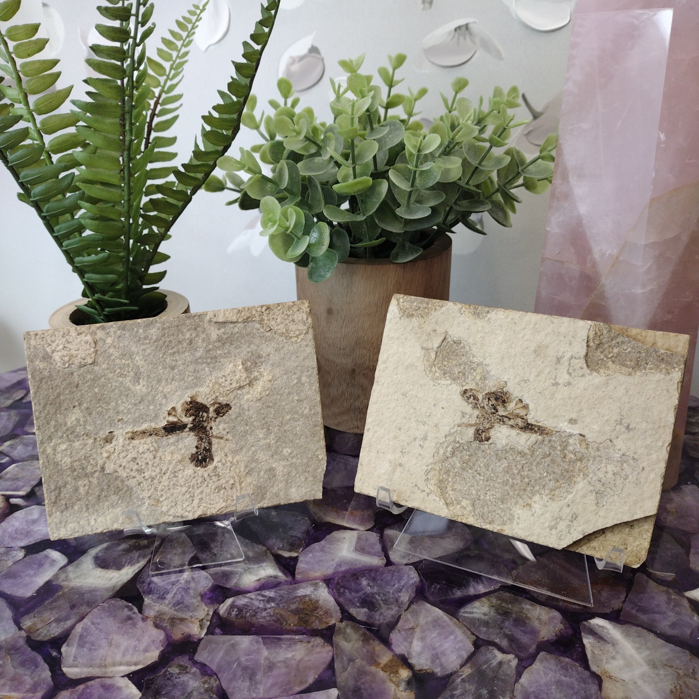 Fossilized Flower Pair 5" x 3.5" x 0.2" – Crystal Joys