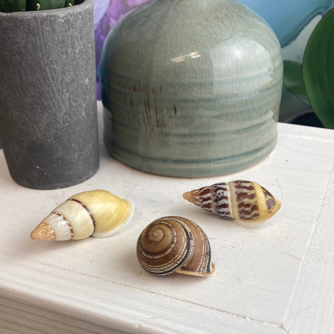 Helicostyla Snail Shells 1" x 1" – Crystal Joys