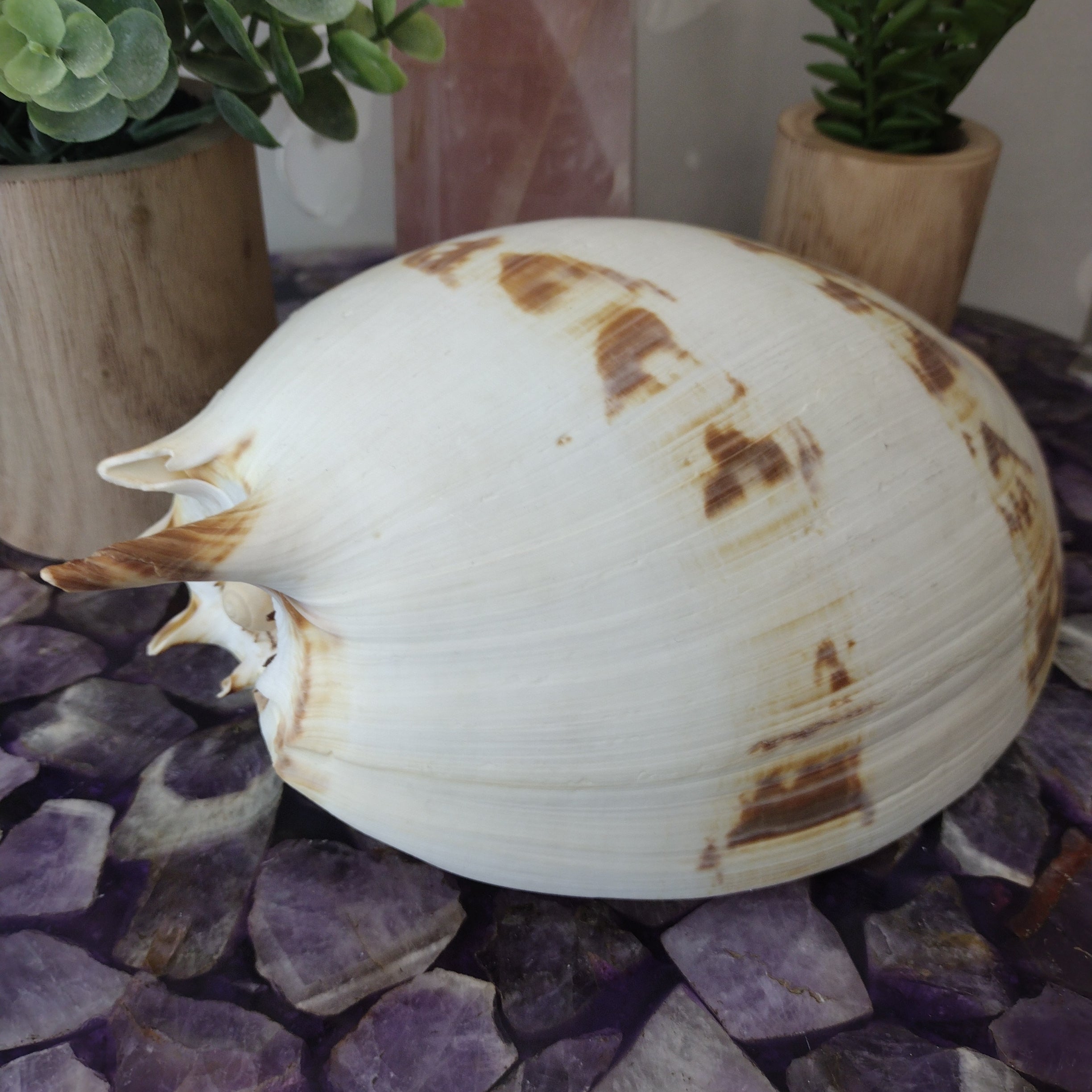Melo Volute Shell – Crystal Joys
