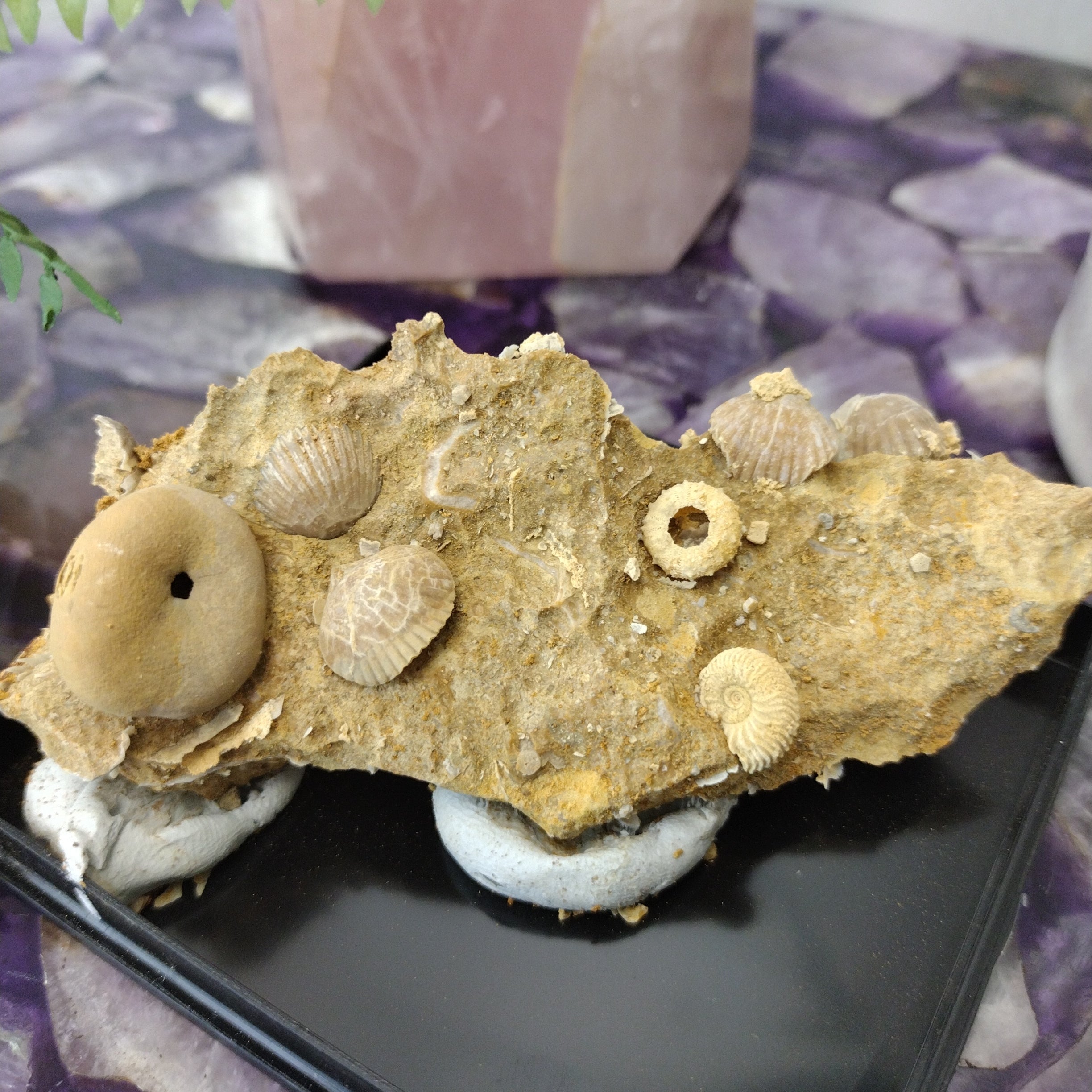 Miniature Shell Fossils in Box 4" x 2" x 3" – Crystal Joys