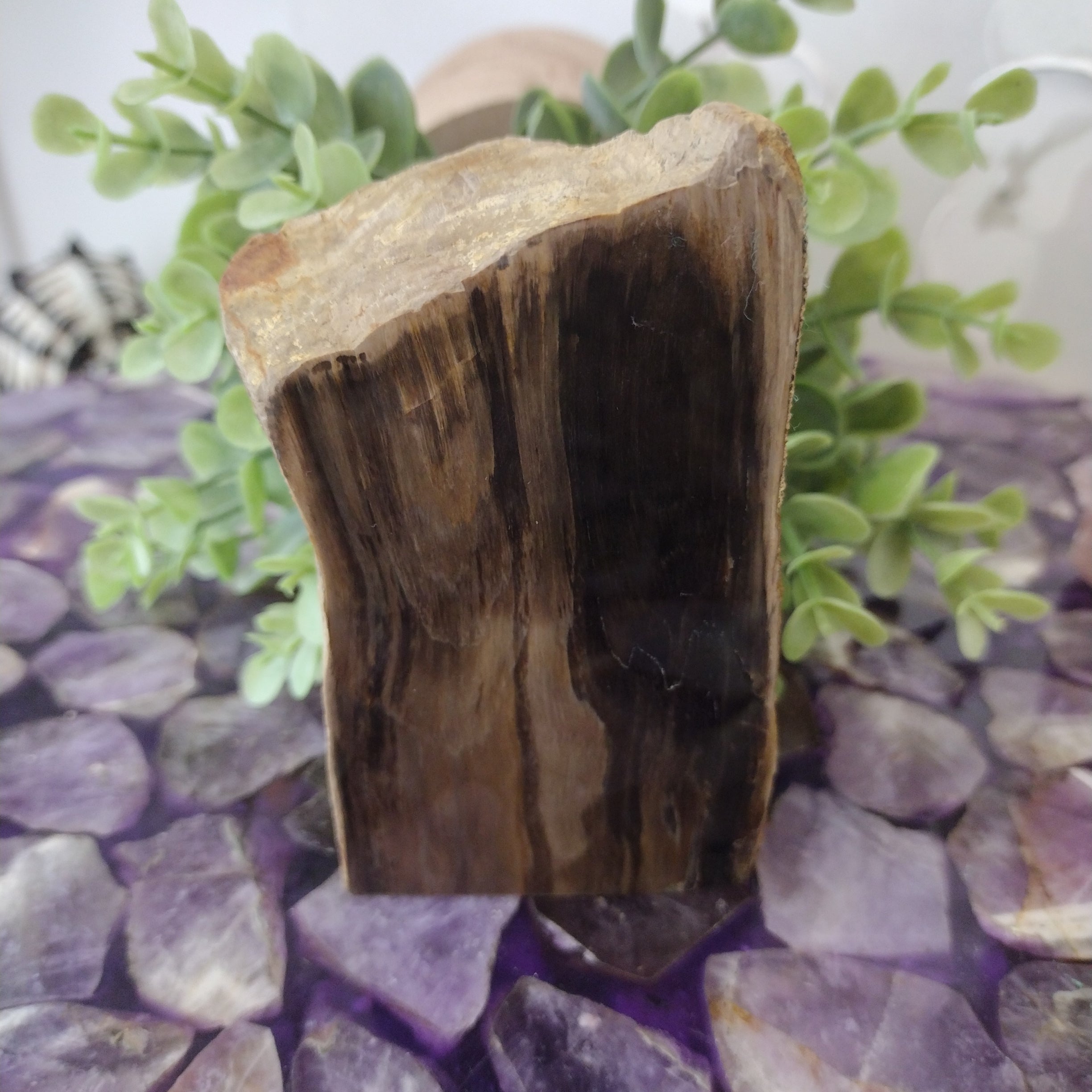 Petrified Dawn Redwood from Oregon – Crystal Joys