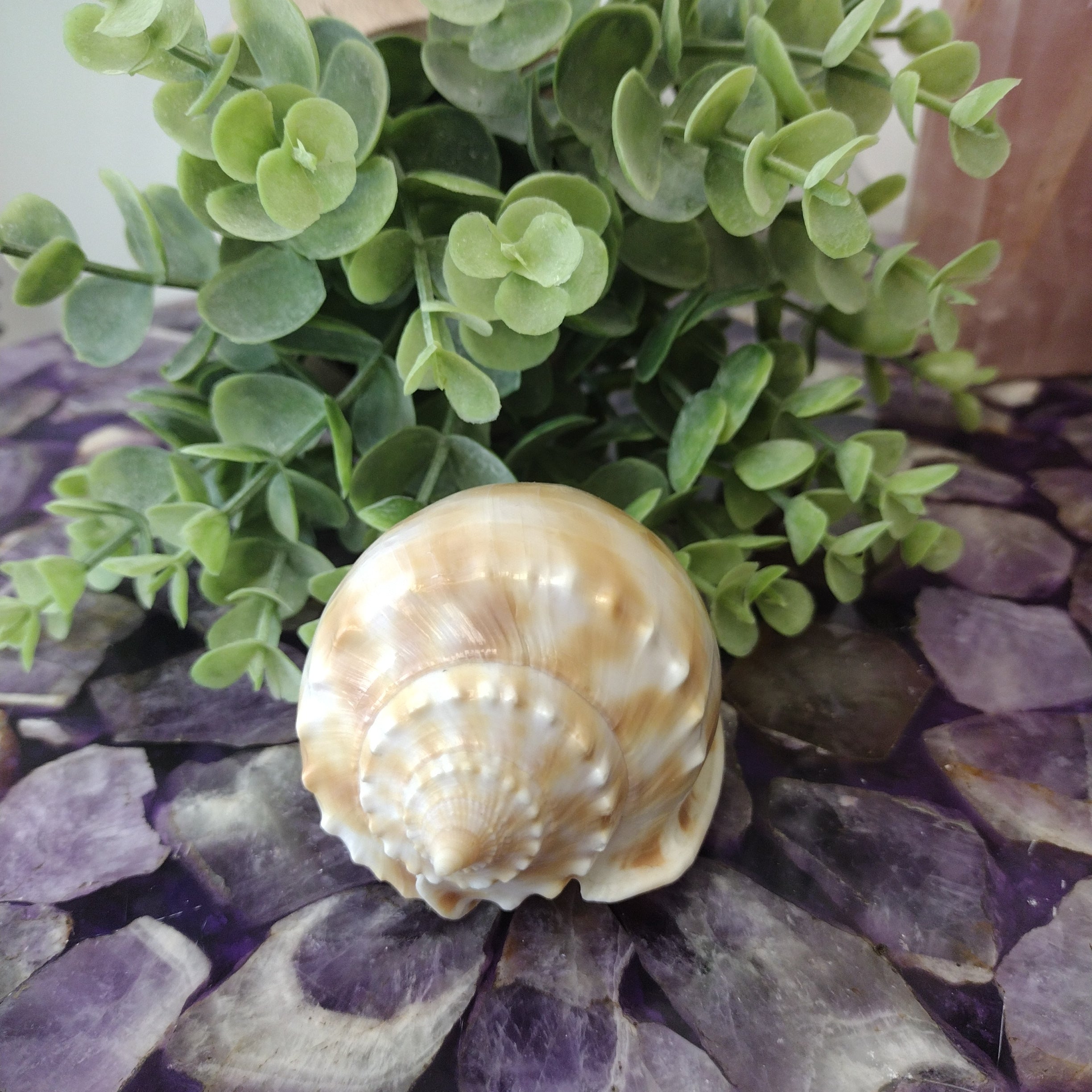 Phalium Bandatum (Banded Bonnet) Shell – Crystal Joys